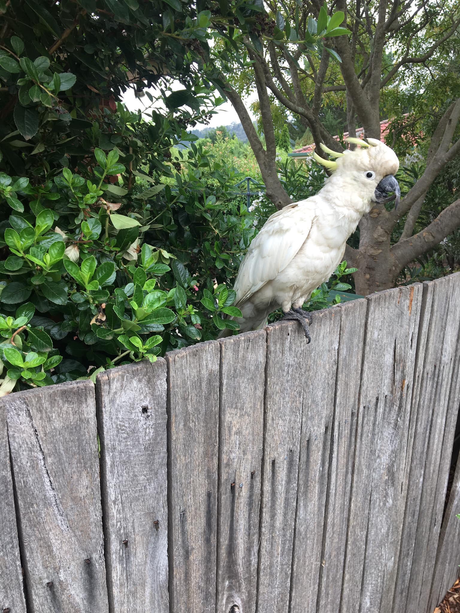 Cheeky and Curious: Australian Cockatoos – Collecting Postcards