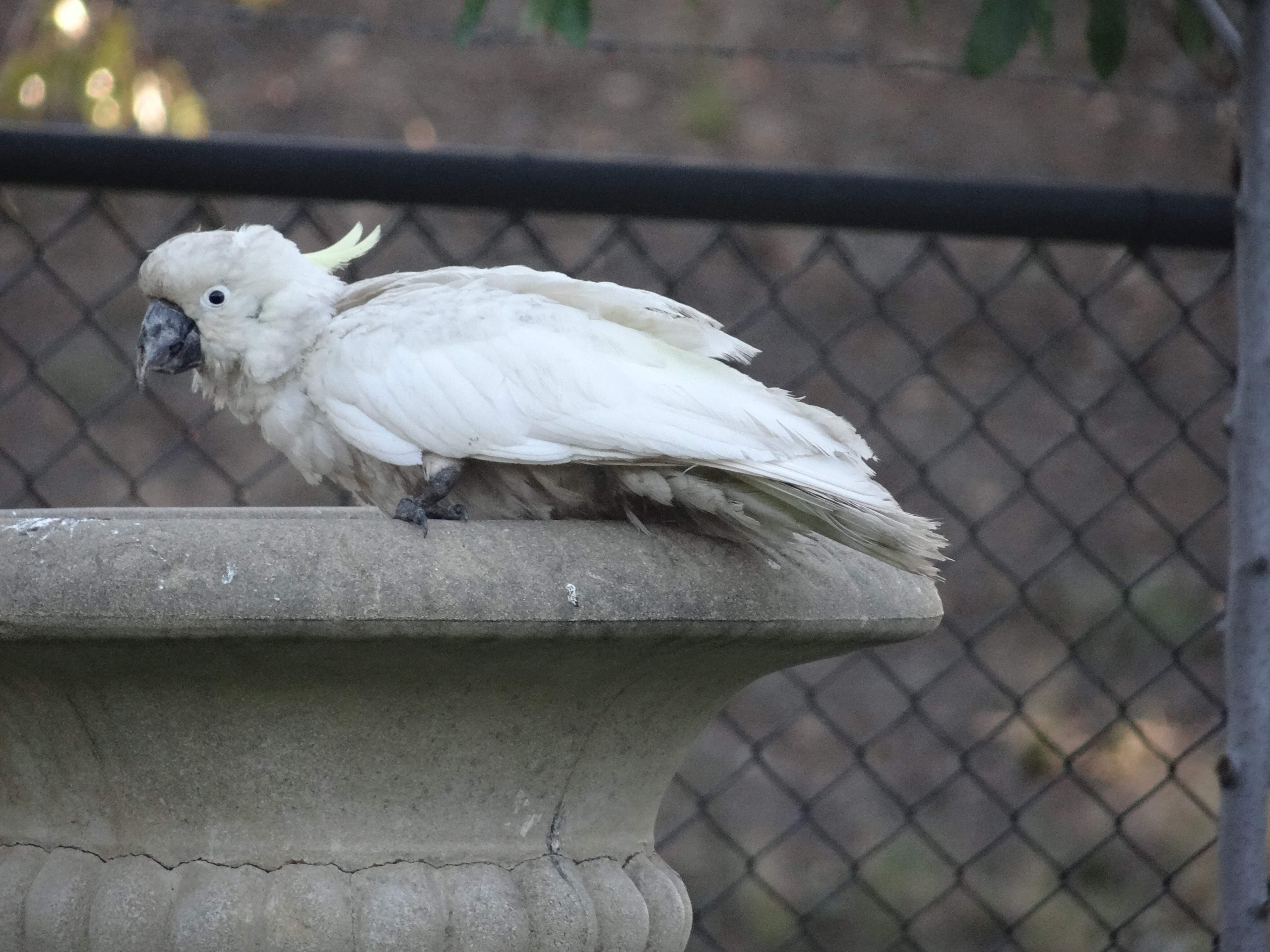 Cheeky and Curious: Australian Cockatoos – Collecting Postcards
