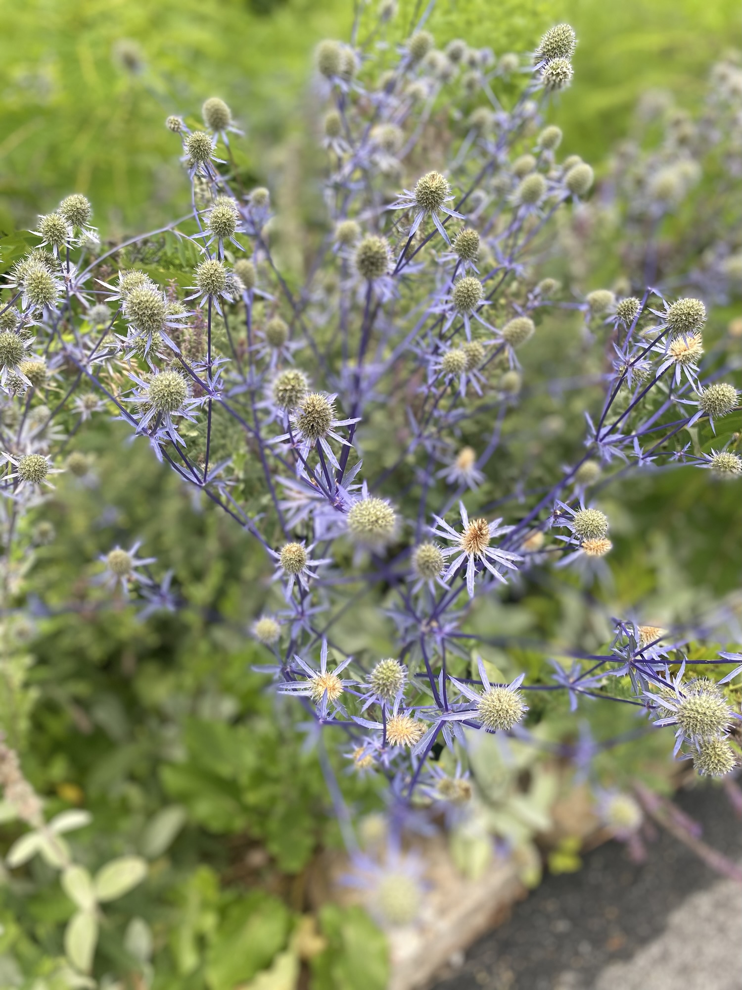 Quickly Clockwise: Learning Burmese, Weeks 41-42 – Collecting Postcards